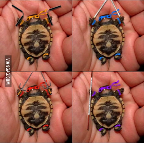 Tiny Teenage Mutant Ninja Turtles - 9GAG