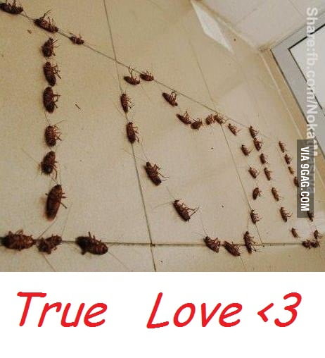 Pure Love - 9GAG