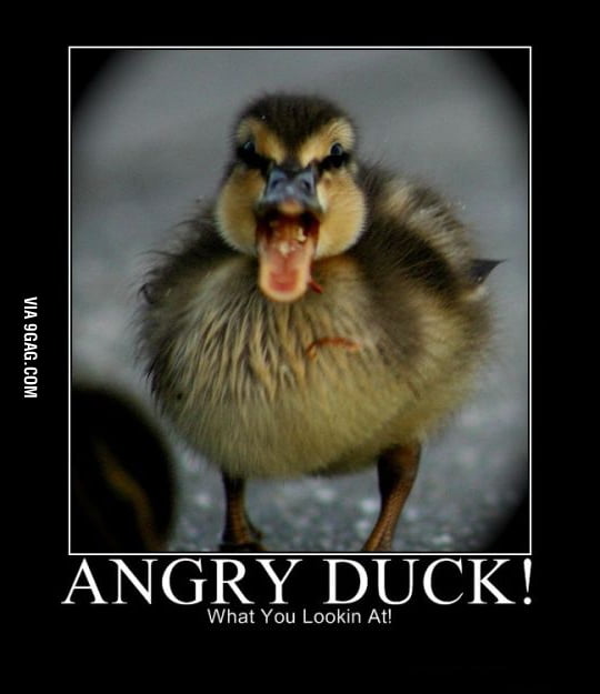 Angry Duck - 9GAG