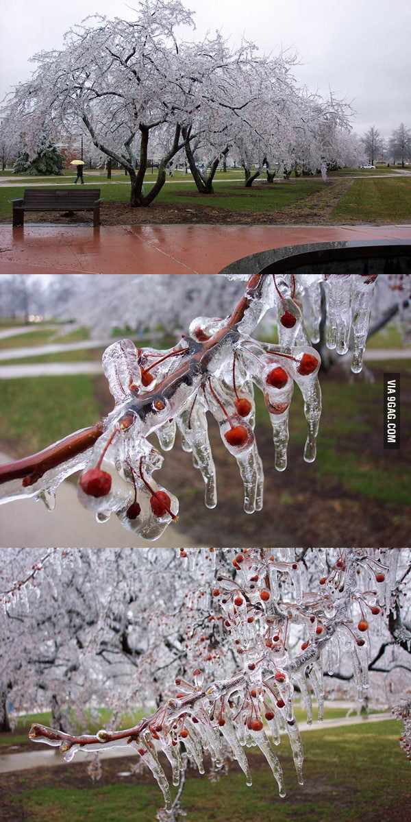 Awesome cherry frozen tree - 9GAG