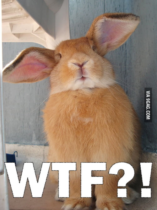 Wtf bunny - 9GAG