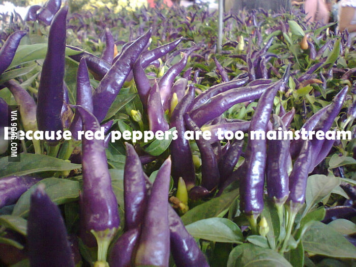 Too mainstream... - 9GAG