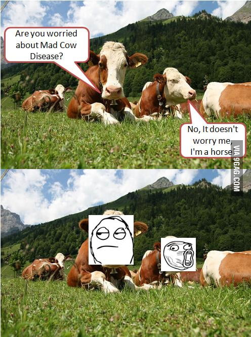 Mad Cow - 9GAG