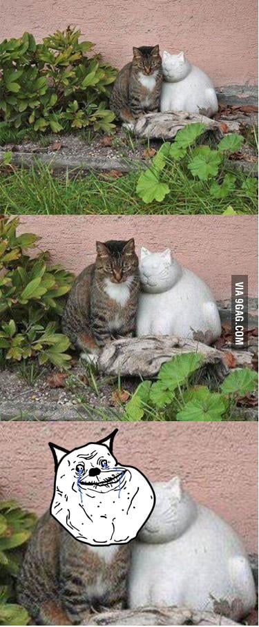 Forever alone lvl cat - 9GAG