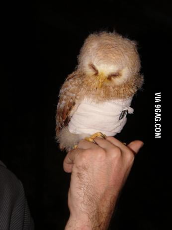 Just a baby owl with a broken wing :( - 9GAG