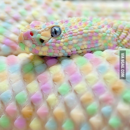 Skittles Flavored Snake! - 9GAG