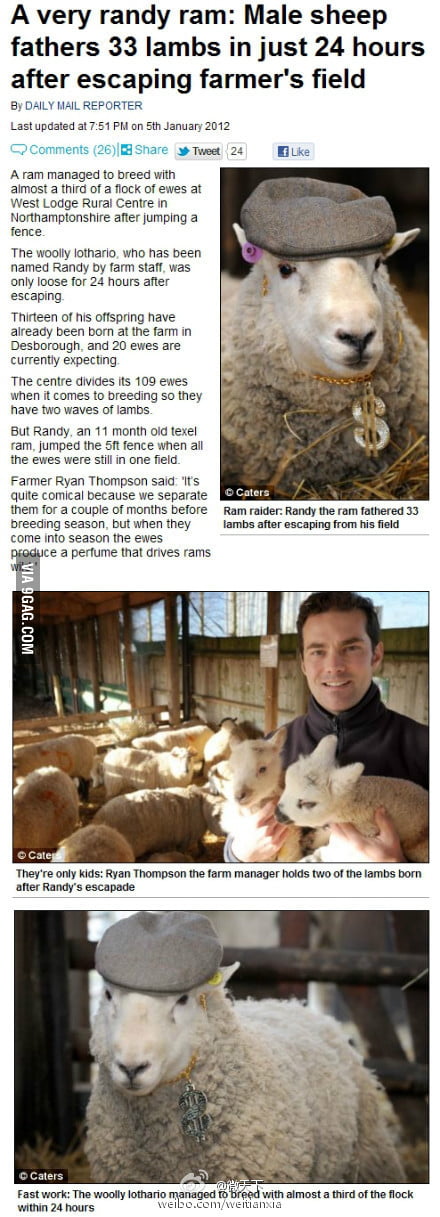 Epic sheep - 9GAG
