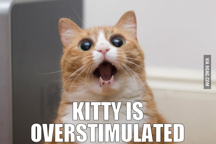 Kitty is overstimulated - 9GAG