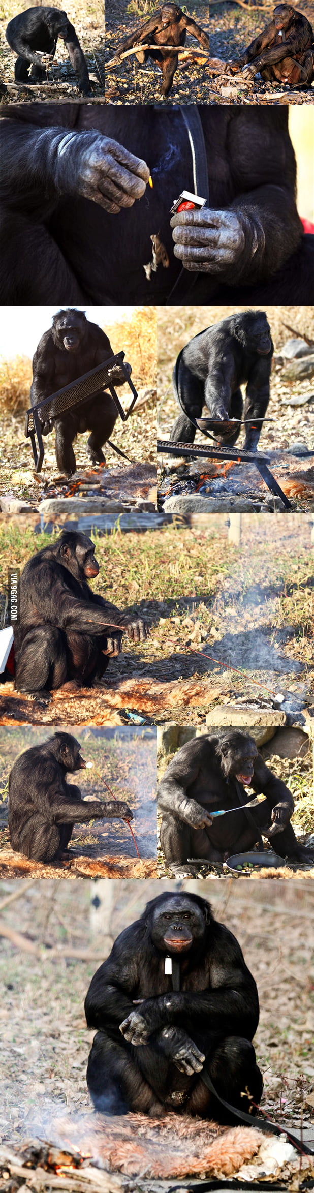 Just a chimpanzee lighting a fire and cooking a meal... - 9GAG