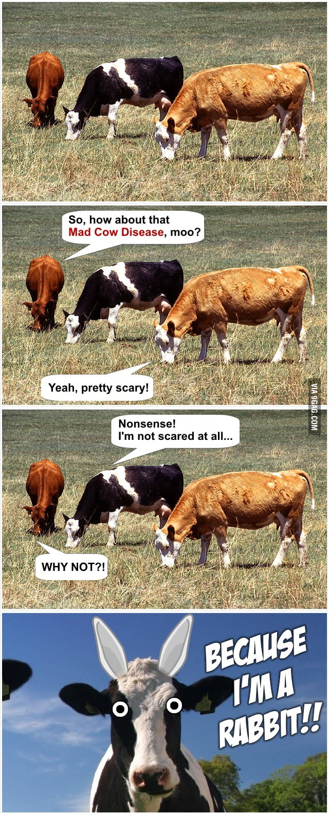 Just 3 Cows - 9GAG