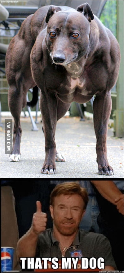 Just a dog with muscles - 9GAG