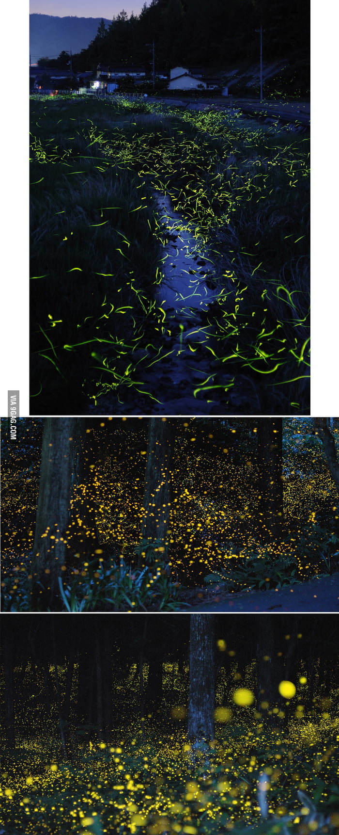 Just a bunch of fireflies - 9GAG