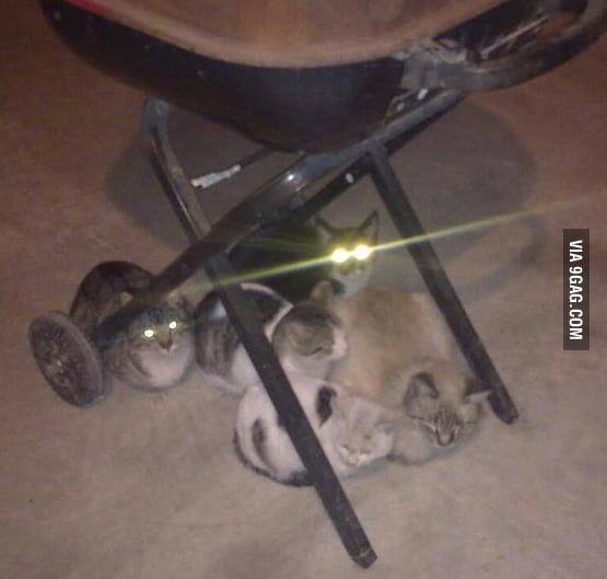 Cyclops Cat - 9GAG