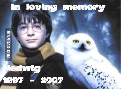 RIP Hedwig - 9GAG