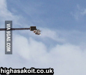 Bungee Jumping Cat - 9GAG