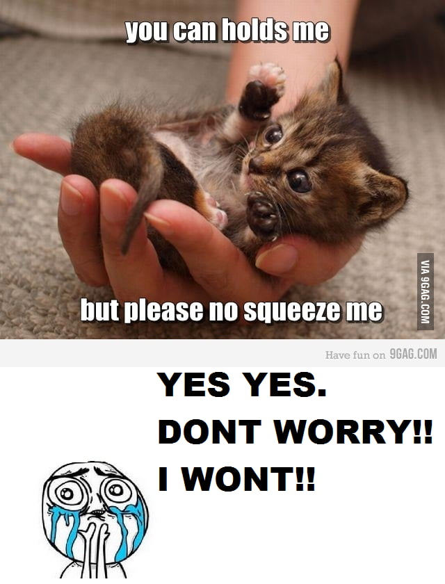 Just a cute kitten. [Fixed] - 9GAG