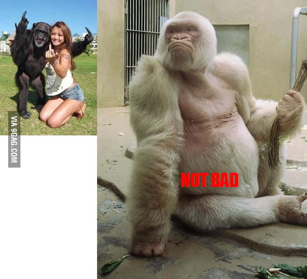Badass monkey - 9GAG