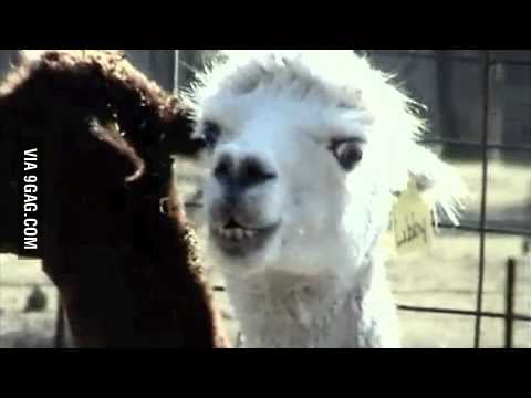 Evil Alpaca - 9GAG