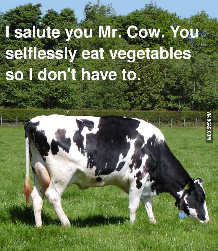 Mr. Cow - 9GAG