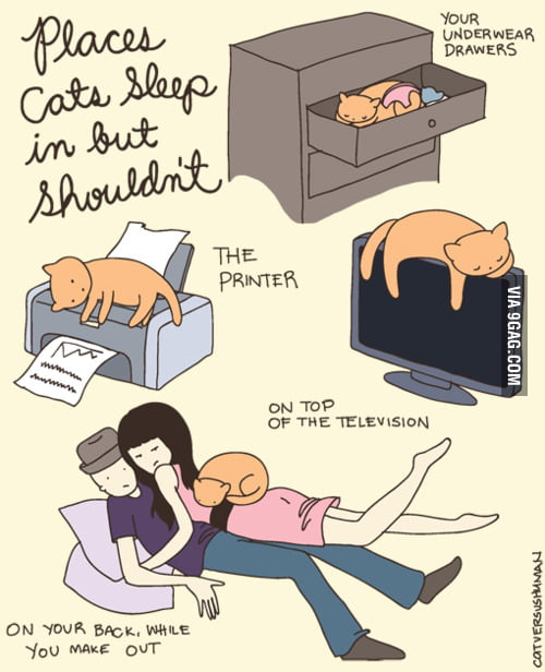 Cat nap - 9GAG