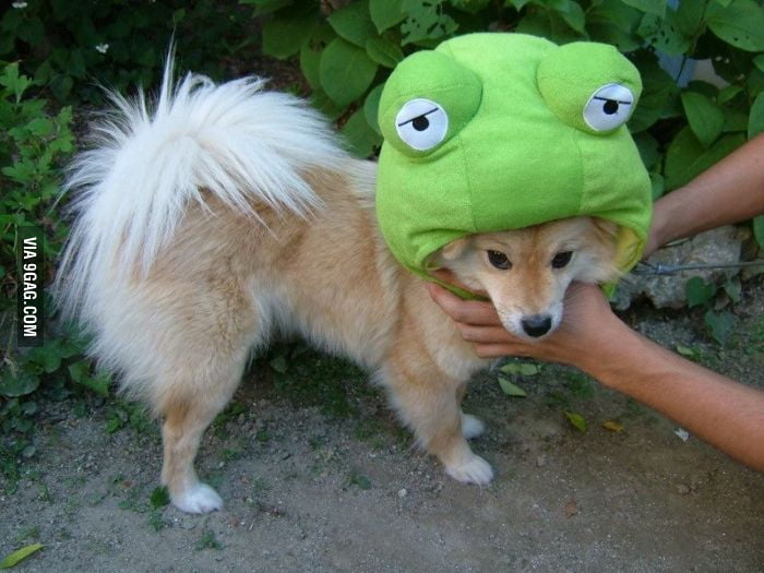Frog The Dog - 9GAG