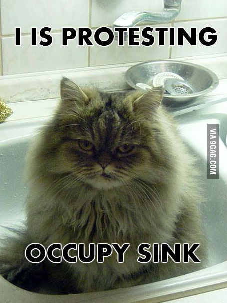 Cat protest - 9GAG