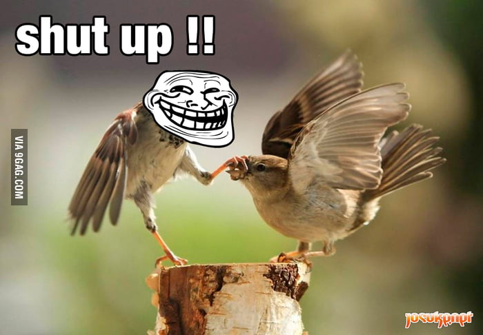 Shut up bird!! - 9GAG