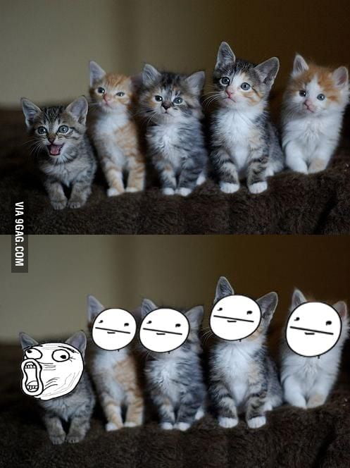Cats memes - 9GAG
