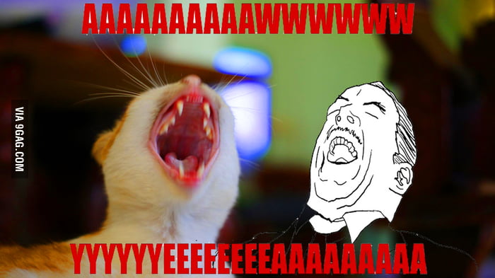 Awww yeahhh Cat - 9GAG