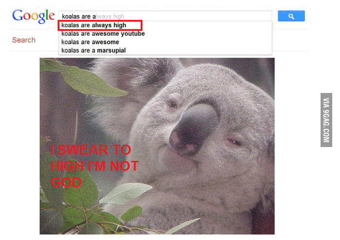High koalas - 9GAG