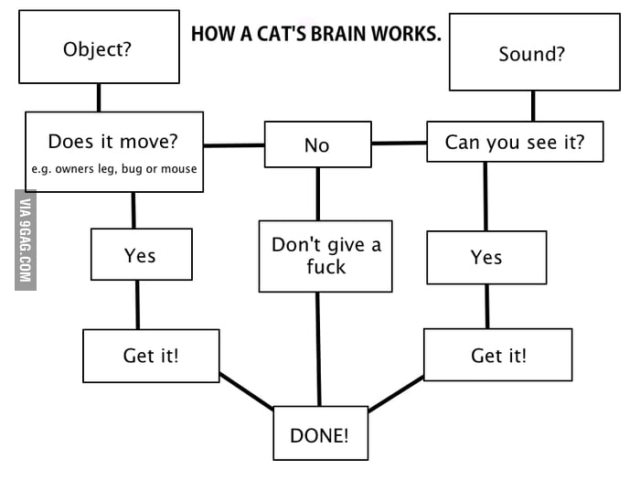 Just a flowchart of cats brain - 9GAG