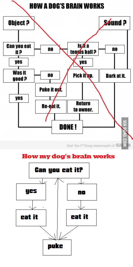 Just a flowchart of dogs brain [Fixed] - 9GAG