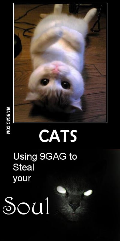 Cats are cute because they eat souls - 9GAG