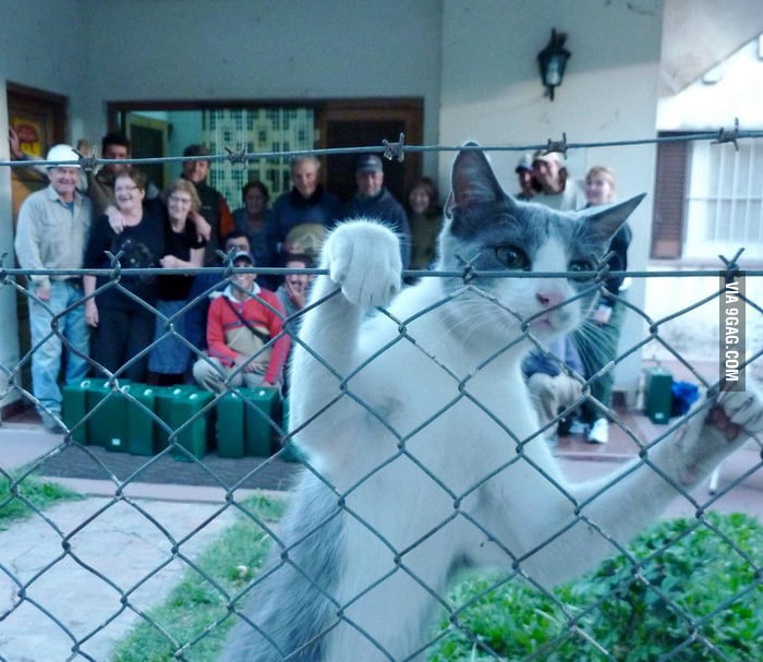 Photobombing Level: Cat - 9GAG