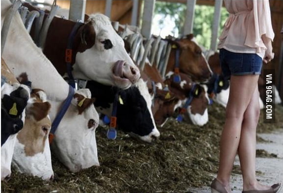 Can you find the lesbian cow? - 9GAG