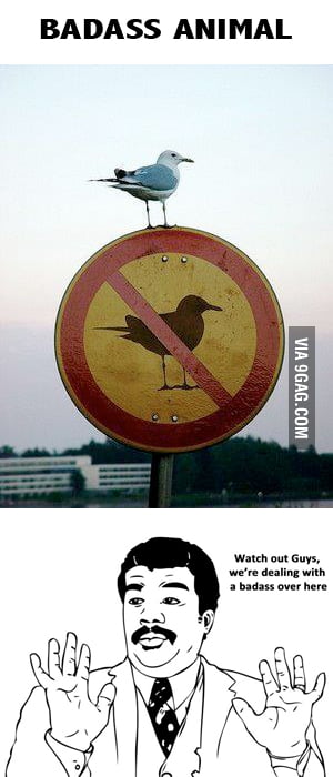 Badass Level: Seagull - 9GAG