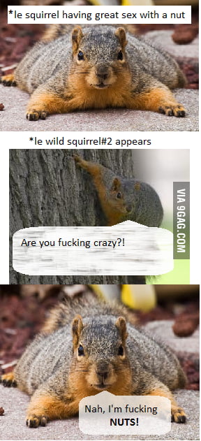 Troll squirrel.. - 9GAG