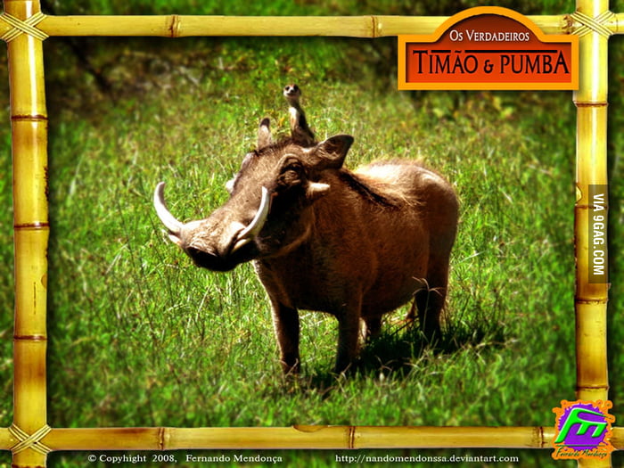 Timon & Pumbaa in real life - 9GAG