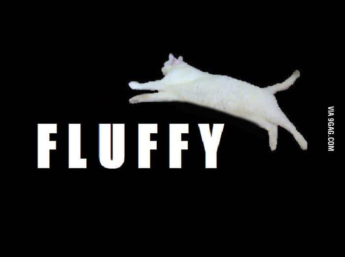 Fluffy the puma - 9GAG