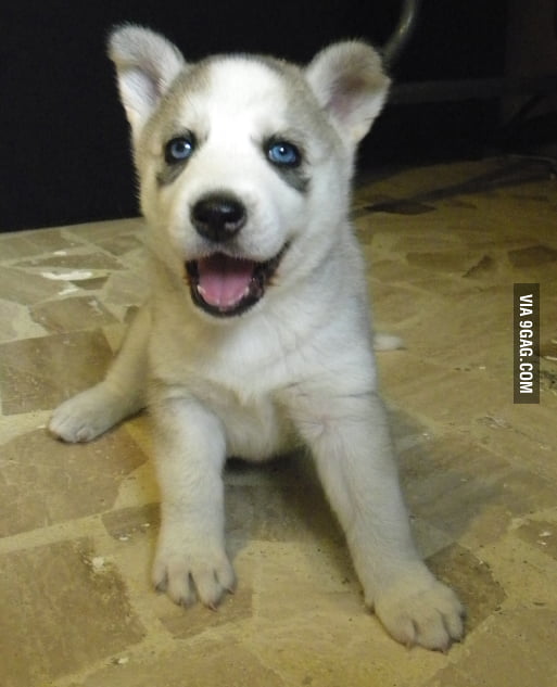 Just a happy husky - 9GAG
