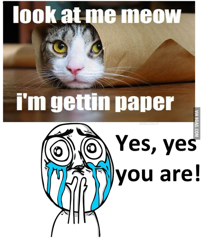 Look at me meow, like a gangsta - 9GAG