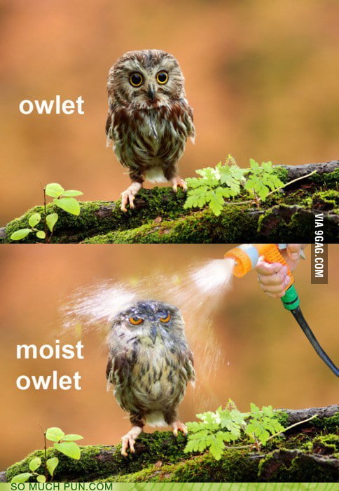 One of the few ways to piss off an owl - 9GAG