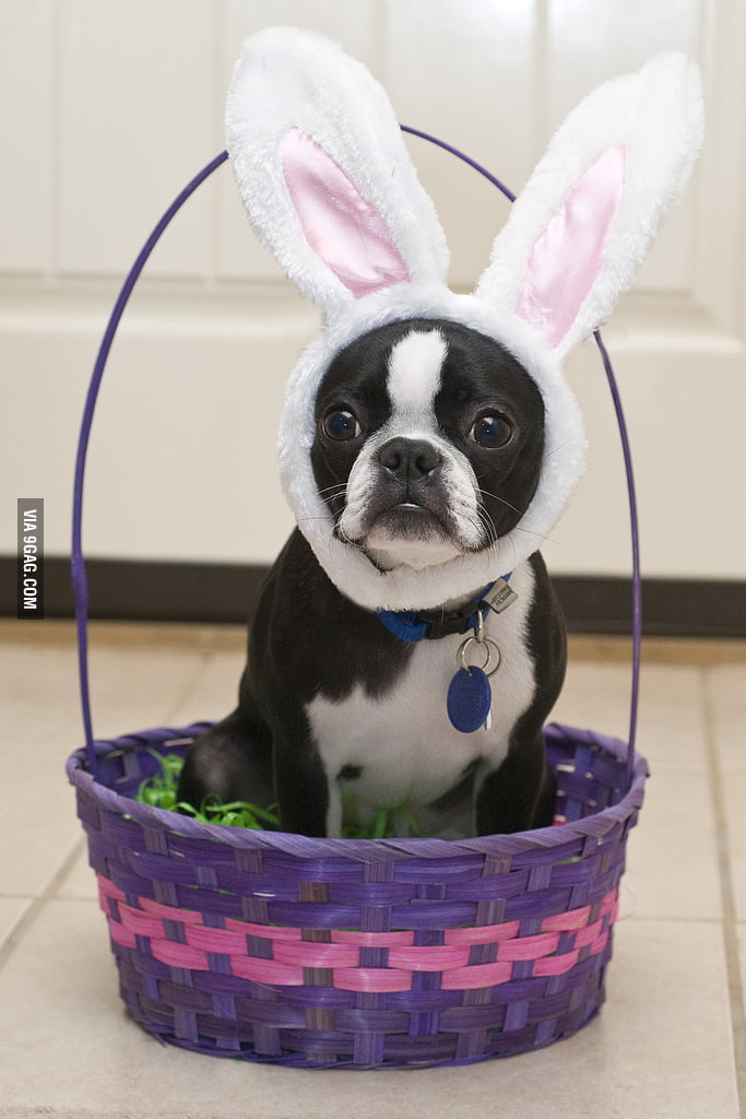 Bunny Dog - 9GAG