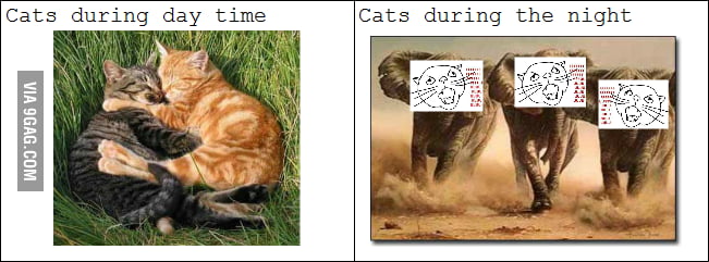 Cat Stampede - 9GAG
