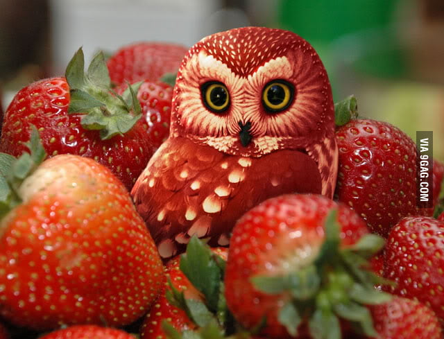 Strawberry Owl - 9GAG