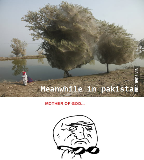 The Spider Trees of Pakistan - 9GAG
