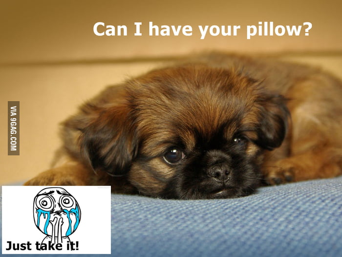 So fluffy I'm gonna die! - 9GAG