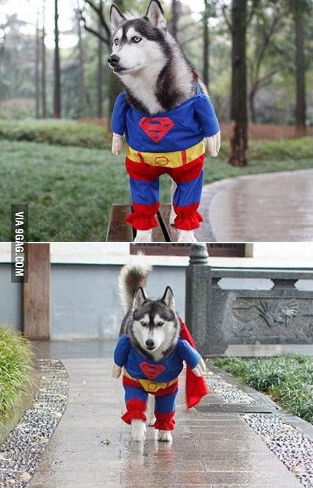 Superdog to the rescue! - 9GAG