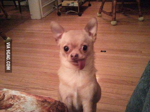 Derp Dog - 9GAG