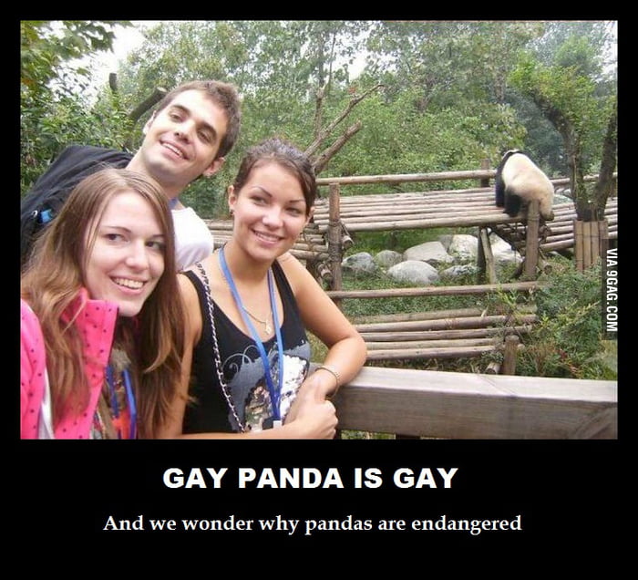 WTF Panda?! - 9GAG